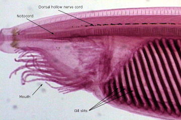 Racjonalista - Amphioxus i ewolucja genomu strunowców