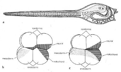 Racjonalista - Amphioxus i ewolucja genomu strunowców