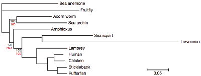 Racjonalista - Amphioxus i ewolucja genomu strunowców